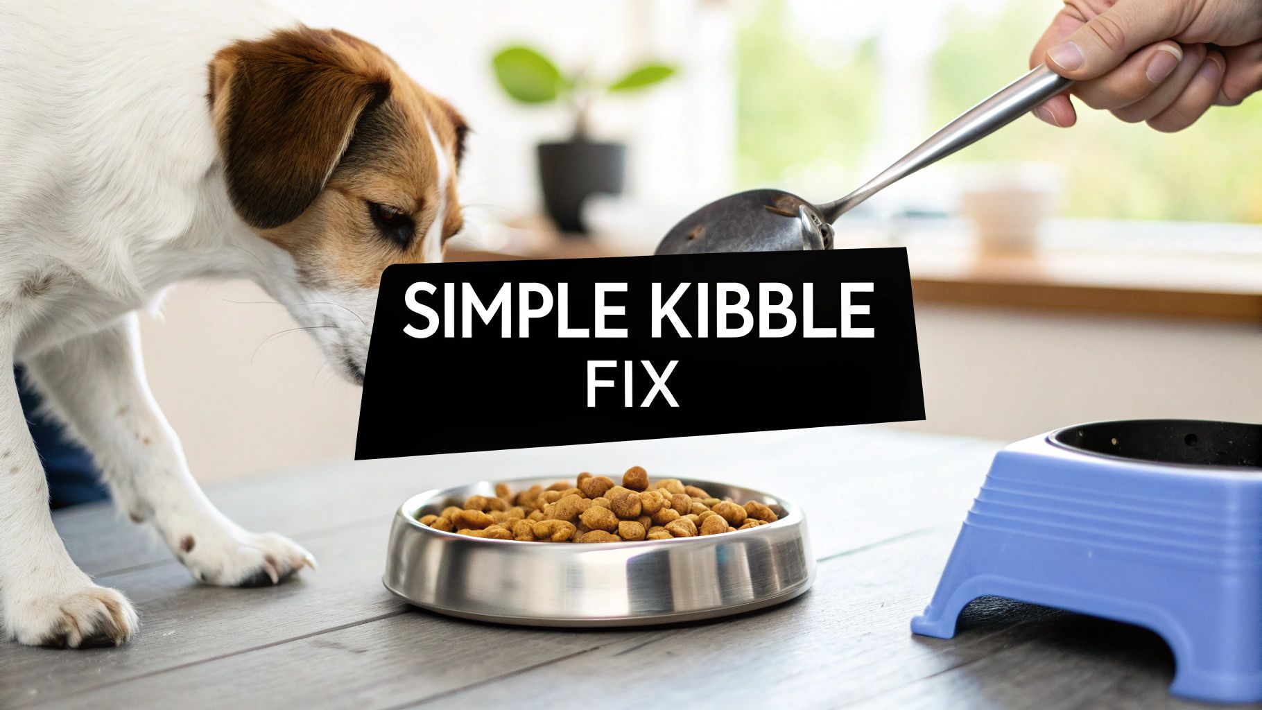 Dog Refusing to Eat Kibble? Simple Fixes That Work