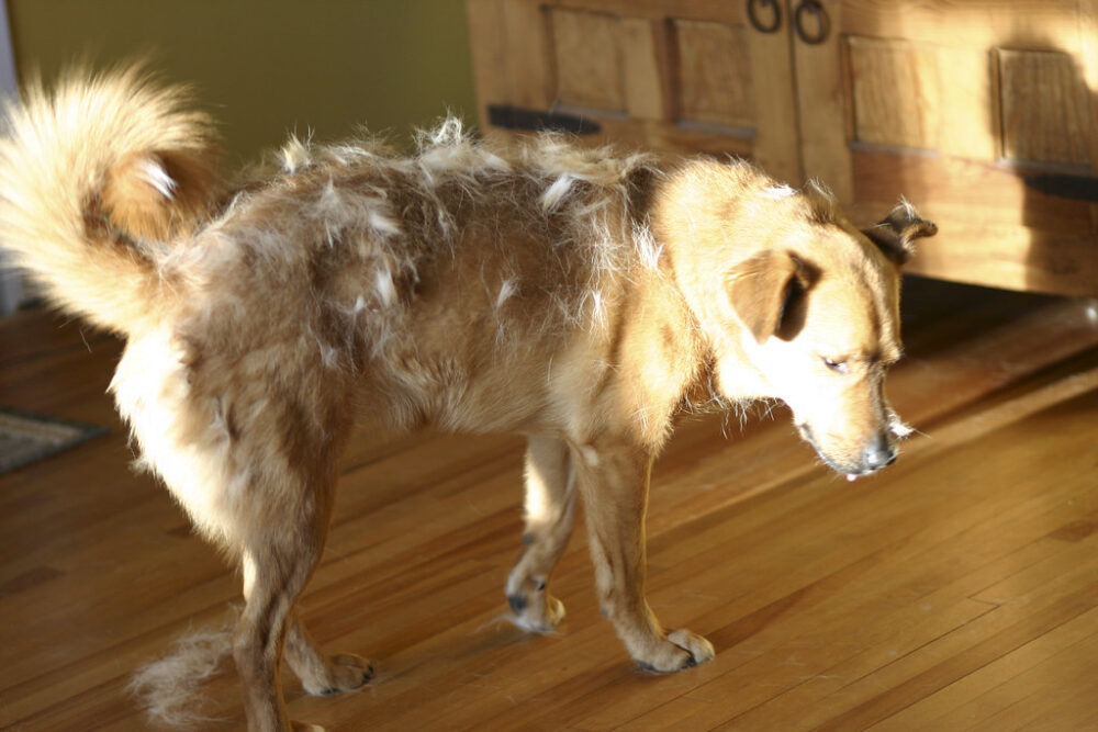 Dog Shedding Explained: Causes, Solutions & Breeds That Shed Less | ChowPow